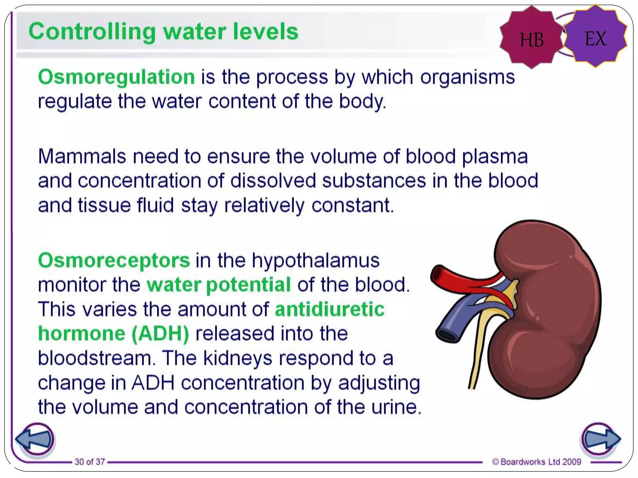 Ch12 homeostasis & excretion 2019 | PPTX