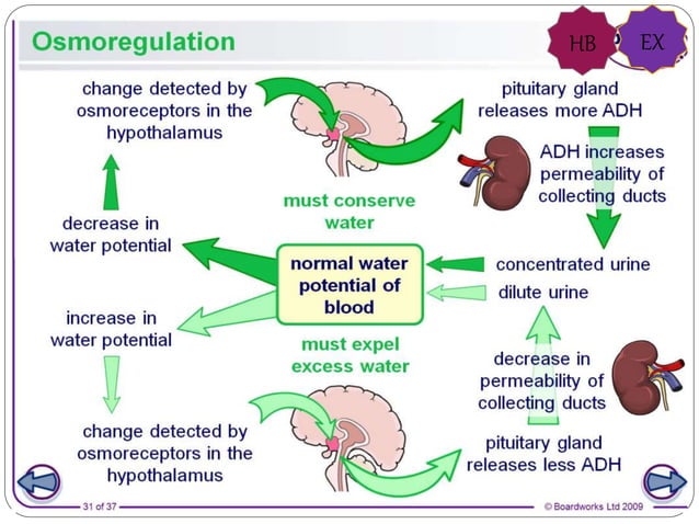 Ch12 homeostasis & excretion 2019 | PPTX