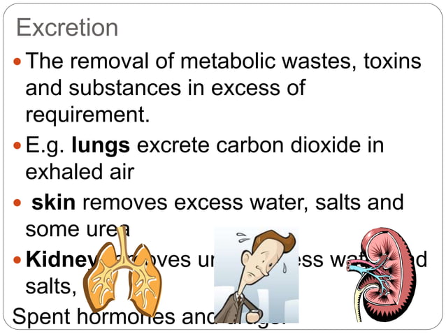Ch12 homeostasis & excretion 2019 | PPTX