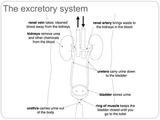 Ch12 homeostasis & excretion 2019 | PPTX