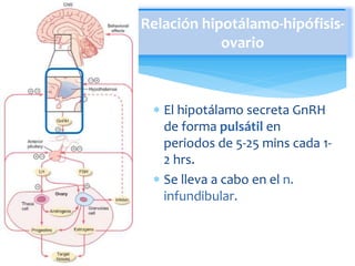 hormonas sexuales femeninas | PPTX