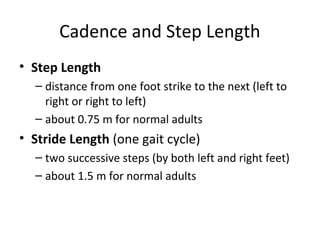 12 human walking (1) | PPT
