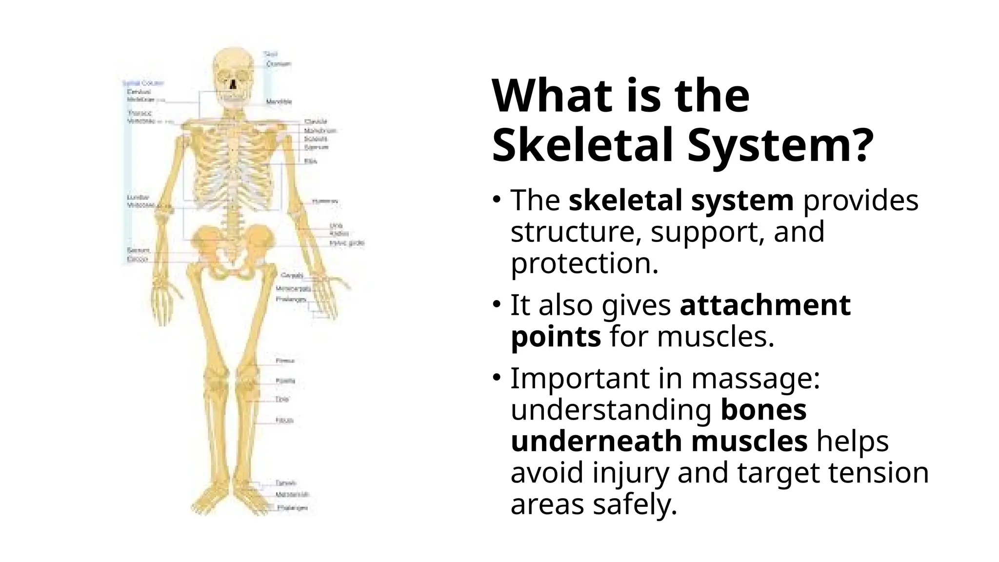 12Identify Major Muscles and Skeletal Systems Relevant to Massage.pptx