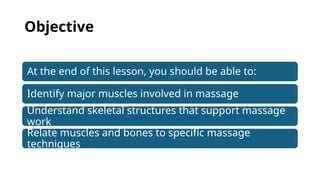 12Identify Major Muscles and Skeletal Systems Relevant to Massage.pptx