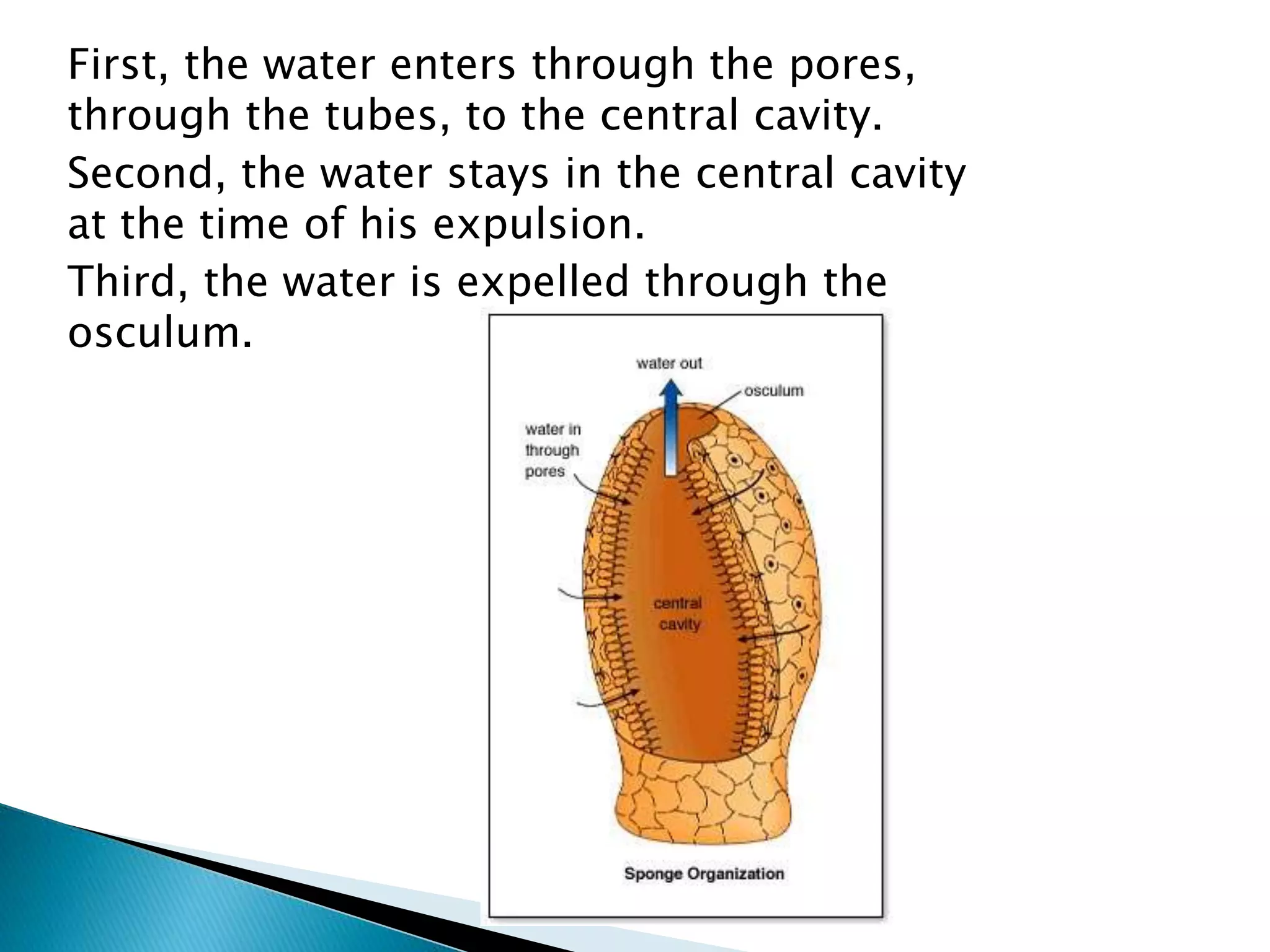 invertebrates sponge | PPTX