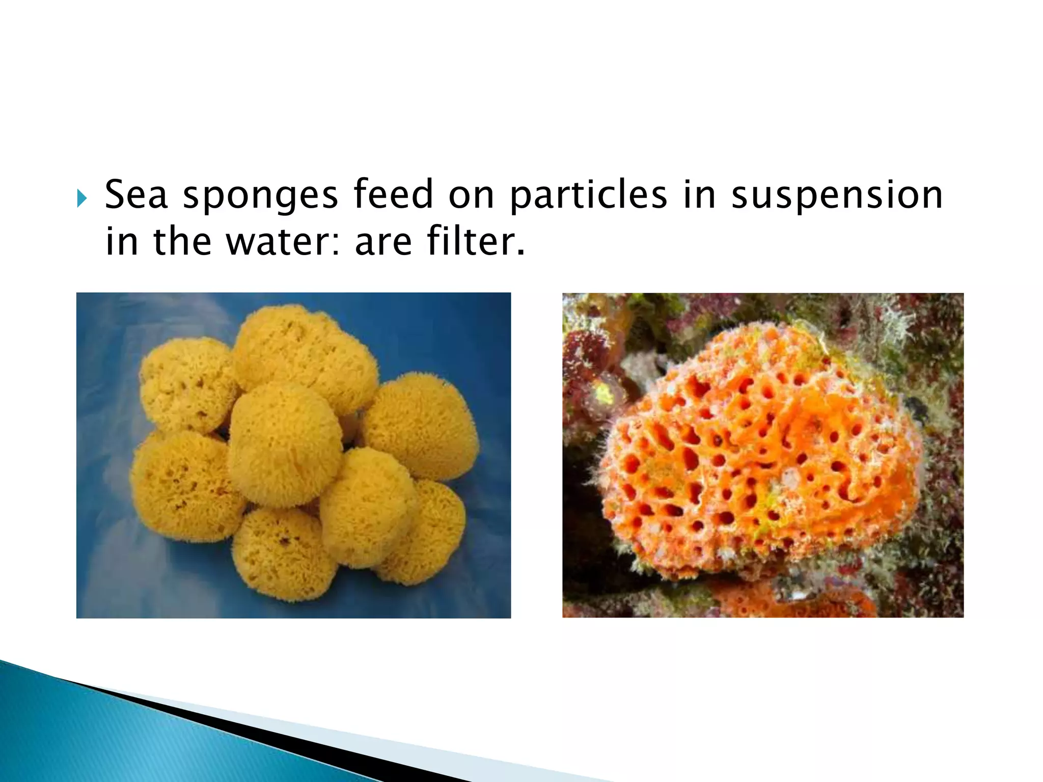 invertebrates sponge | PPT