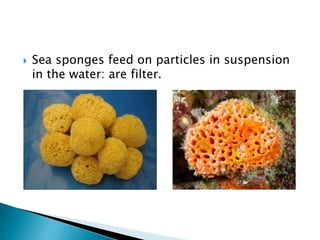 Invertebrates Pictures Sponge