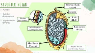 Ketan - Ilmu Bahan Makanan | PPTX