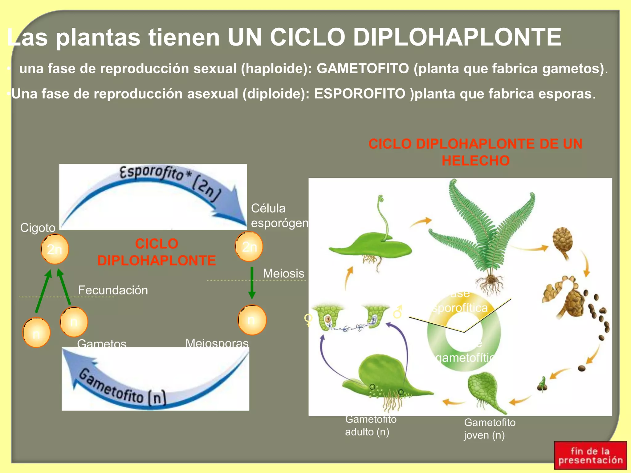12 la reproduccion en plantas | PPT