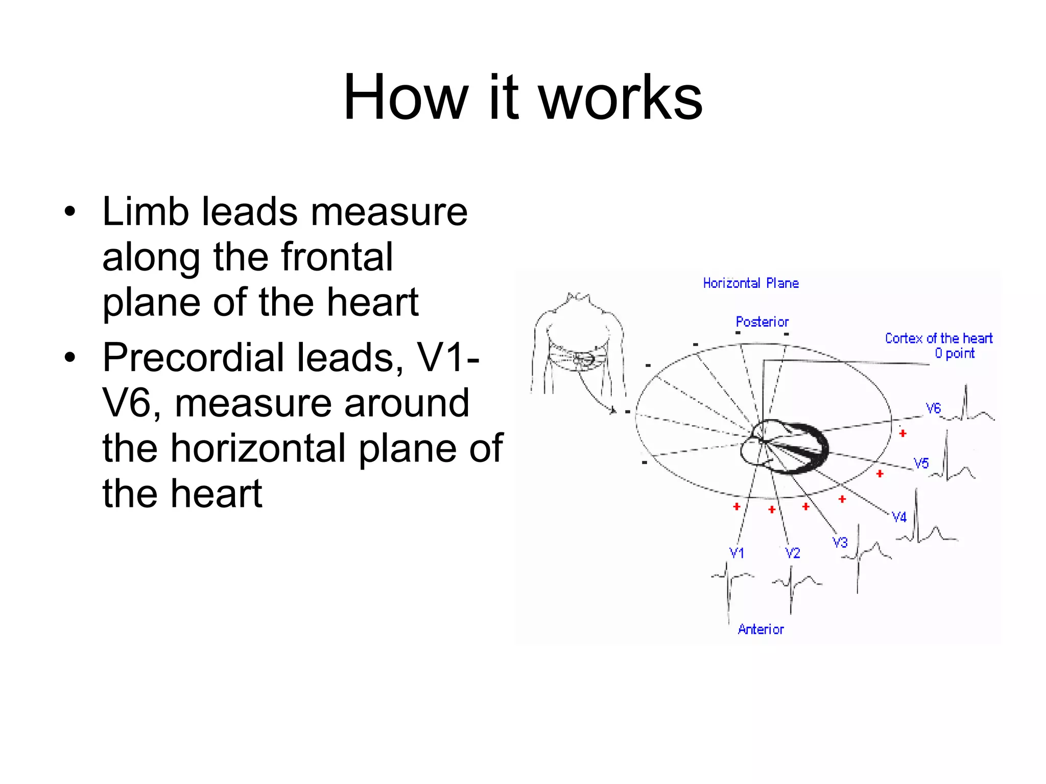 12 lead ecg | PPT