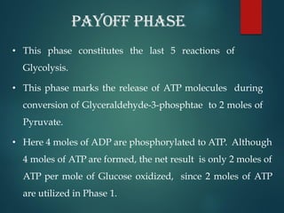 Glycolysis in Plants | PDF
