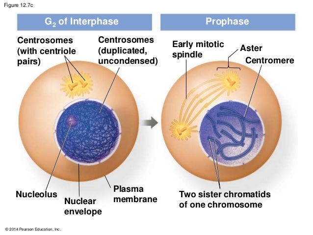12 lecture Gillette College BIOL 1010-30