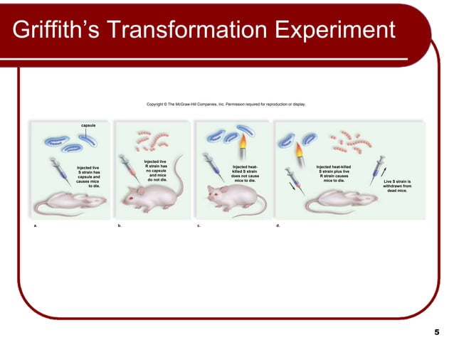 12 Lecture Animation Ppt | PPT