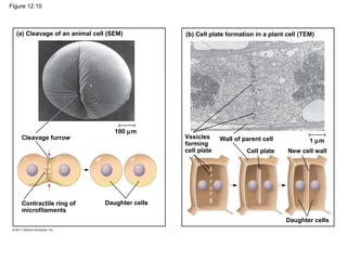 Ch 12: Cell Cycle | PPT