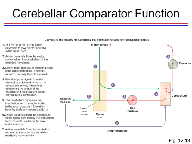 Integration of Nervous System Functions: Seeley's Anatomy and ...