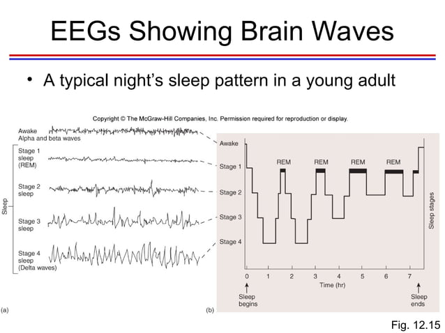 Integration of Nervous System Functions: Seeley's Anatomy and ...