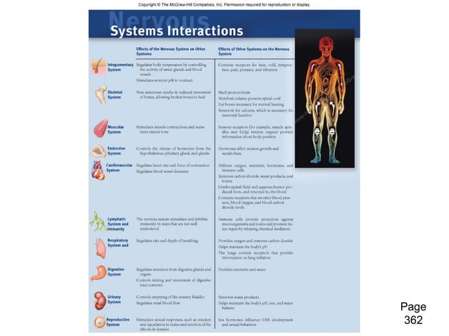 Integration of Nervous System Functions: Seeley's Anatomy and ...