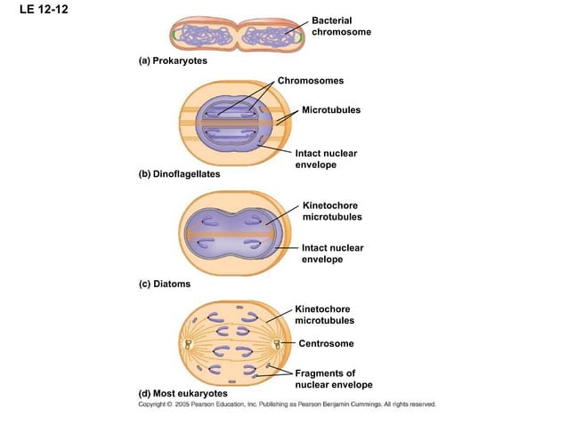 12 lectures ppt | PPT