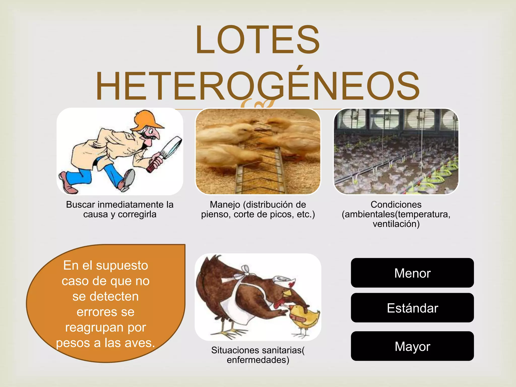 Manejo de reproductoras pesadas | PPT