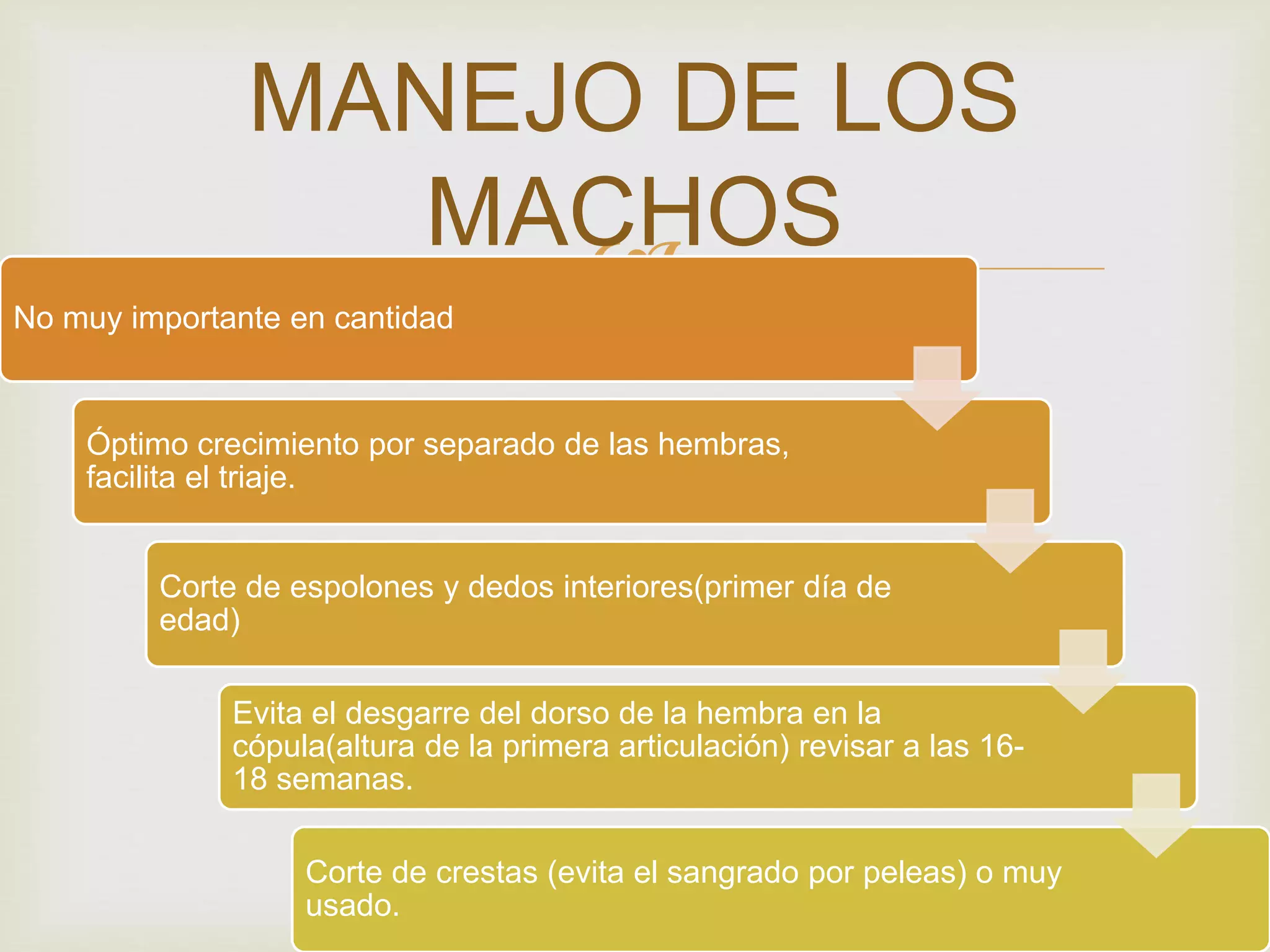 Manejo de reproductoras pesadas | PPT