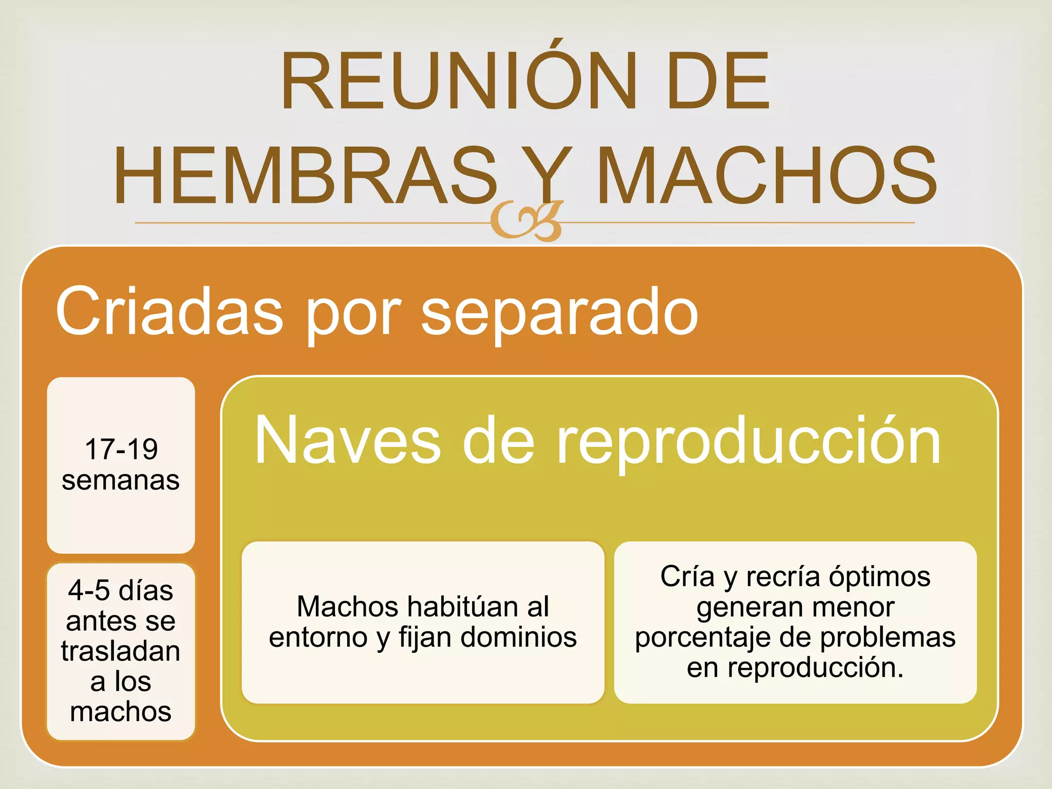 Manejo de reproductoras pesadas | PPTX