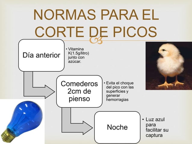Manejo de reproductoras pesadas | PPT