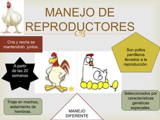 Manejo de reproductoras pesadas | PPTX
