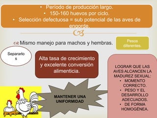 Manejo de reproductoras pesadas | PPTX