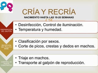 Manejo de reproductoras pesadas | PPTX