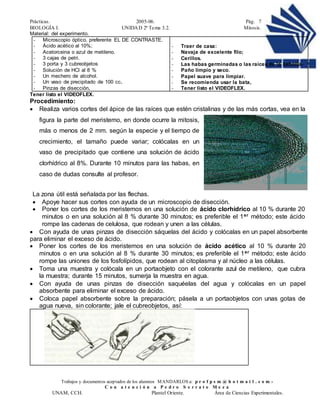 12 mitosis en haba | DOCX