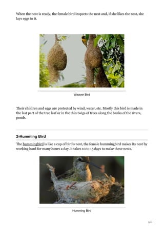 12 most amazing nests of the world || one such nest of the world which ...