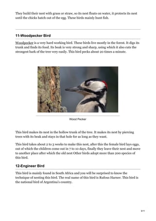 12 most amazing nests of the world || one such nest of the world which ...