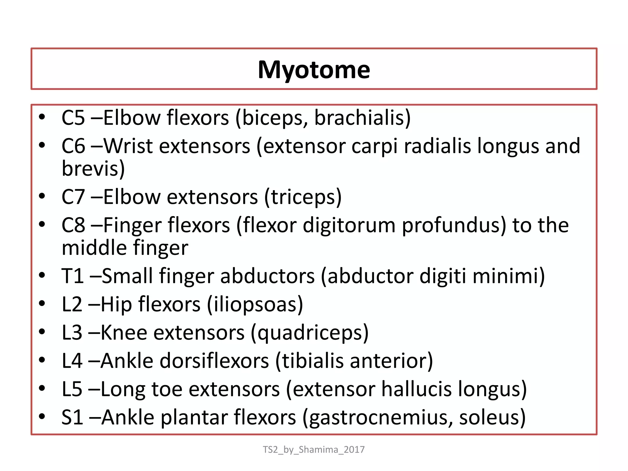 MYOTOME.pptx