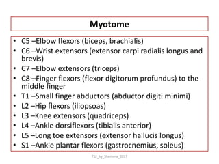 MYOTOME.pptx
