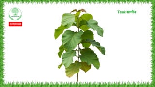 12 oxygen trees named in India 12 oxygen trees name.pdf