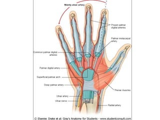12 PALM 2 anatomy of palm in upper limb.pptx