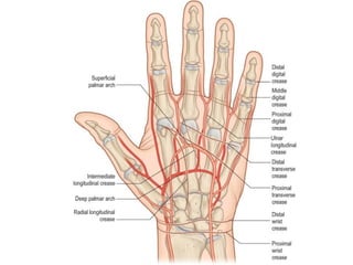 12 PALM 2 anatomy of palm in upper limb.pptx