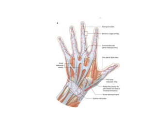12 PALM 2 anatomy of palm in upper limb.pptx