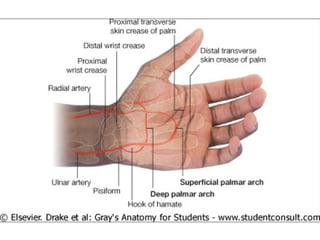 12 PALM 2 anatomy of palm in upper limb.pptx