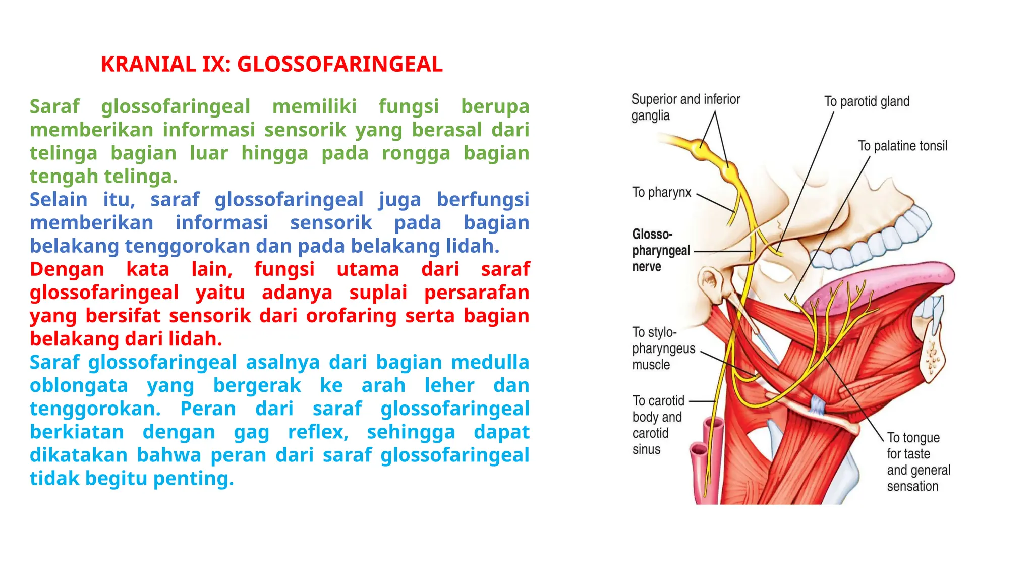 12 saraf kranial di tubuh manusia yang sangat di butuhkan | PPTX