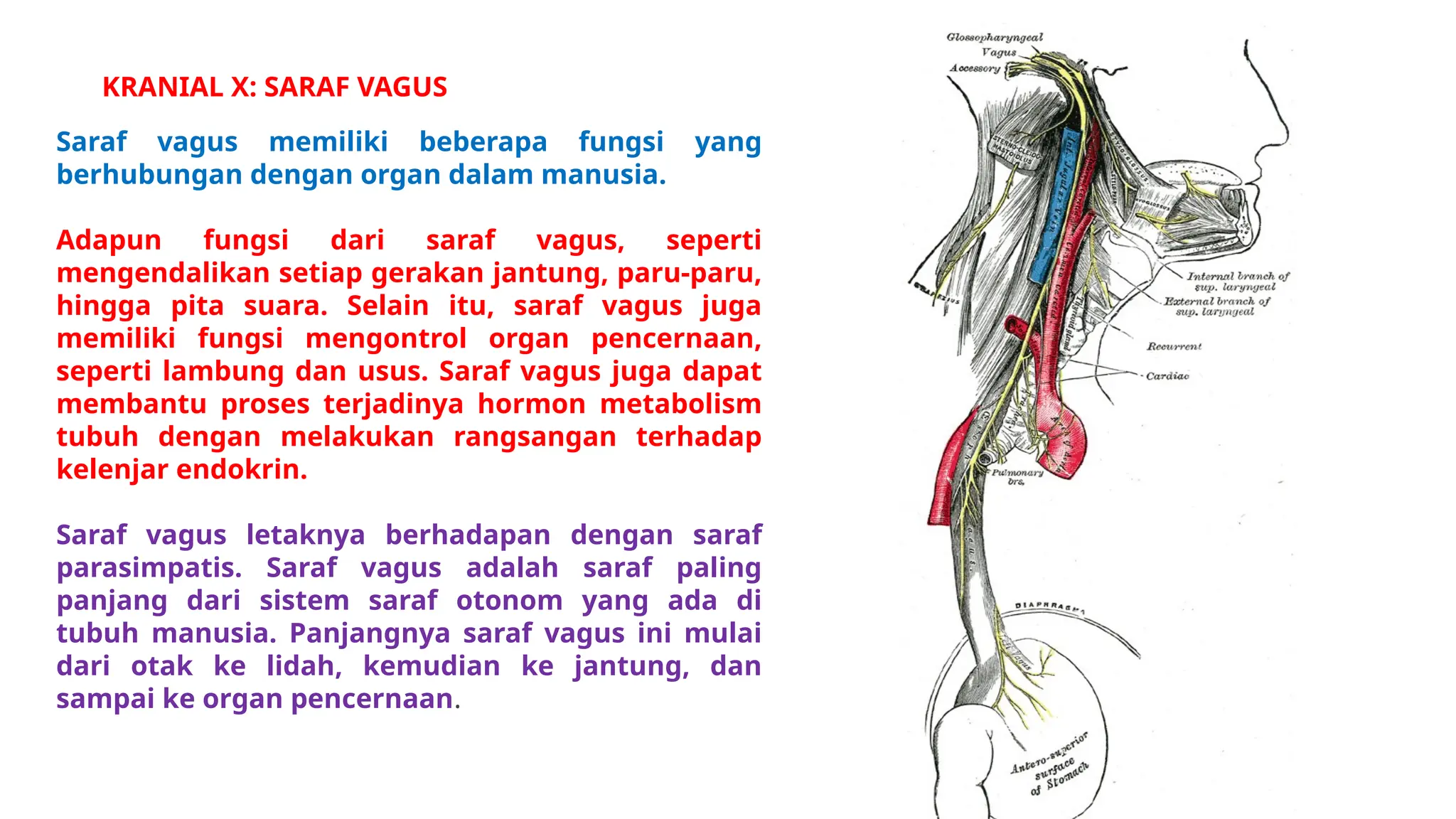 12 saraf kranial di tubuh manusia yang sangat di butuhkan | PPTX