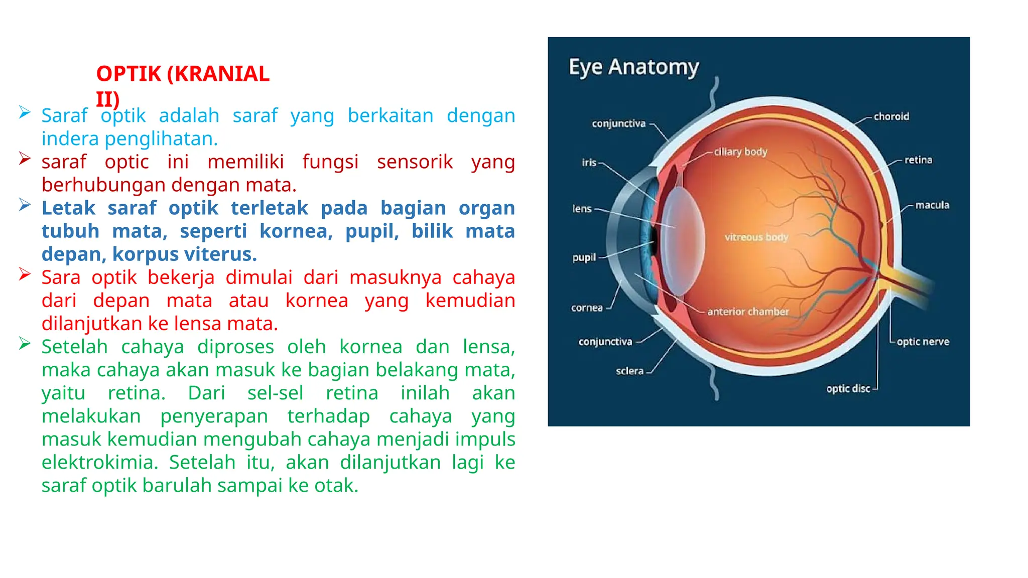 12 saraf kranial di tubuh manusia yang sangat di butuhkan | PPTX