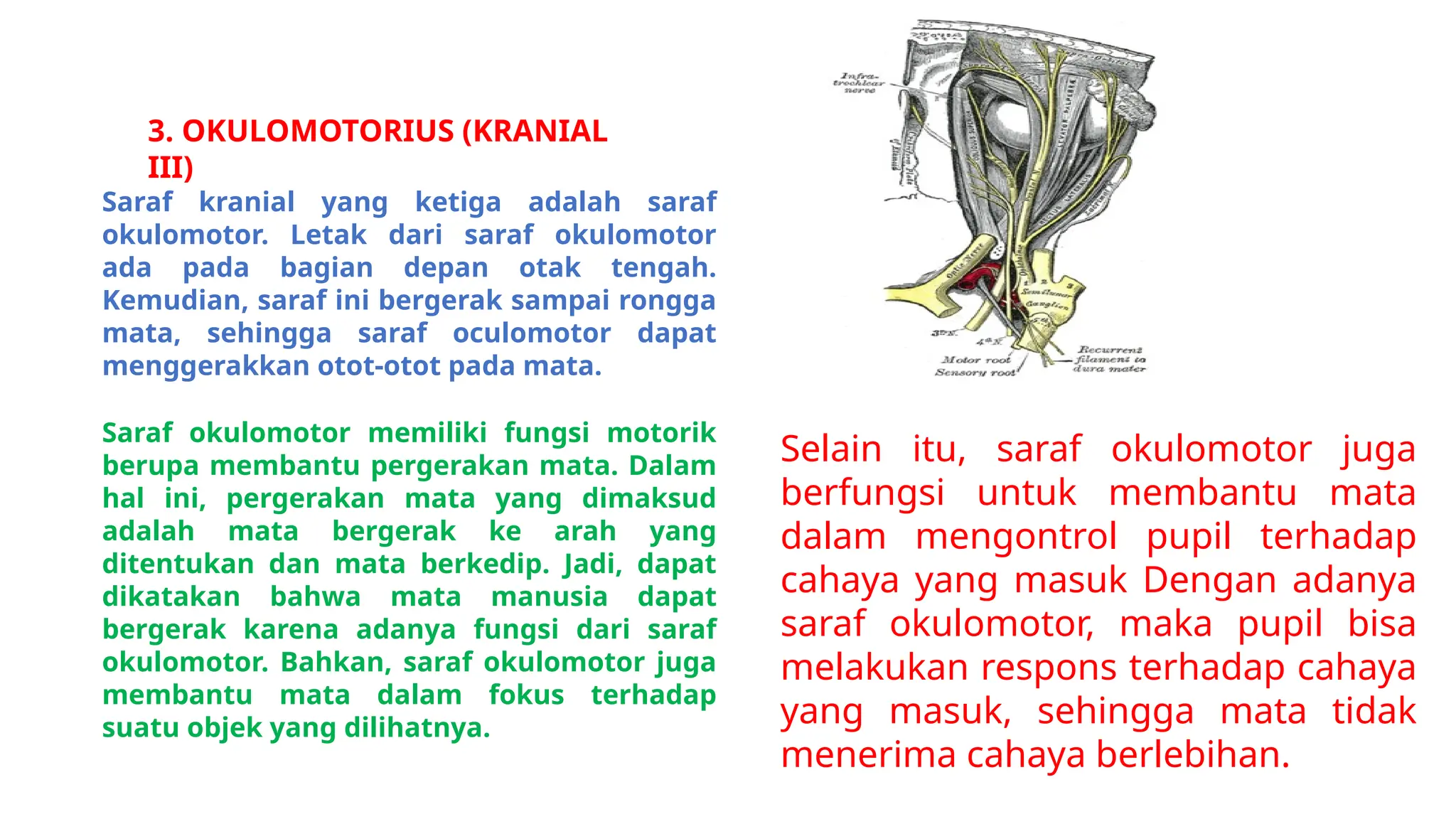 12 saraf kranial di tubuh manusia yang sangat di butuhkan | PPTX