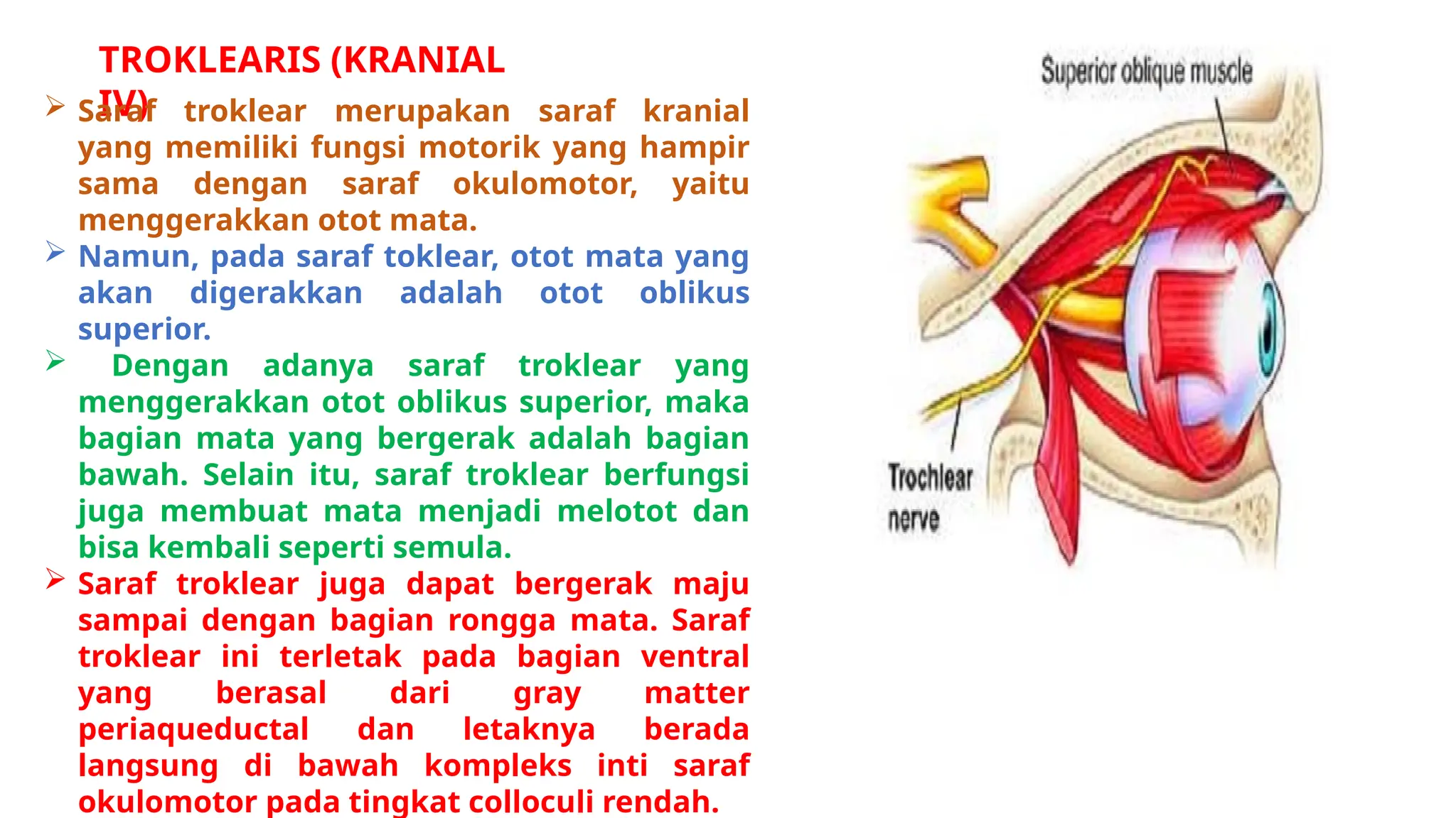 12 saraf kranial di tubuh manusia yang sangat di butuhkan | PPTX