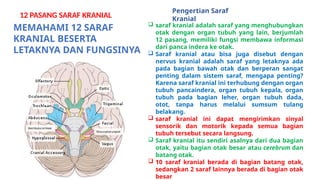 12 saraf kranial di tubuh manusia yang sangat di butuhkan | PPTX
