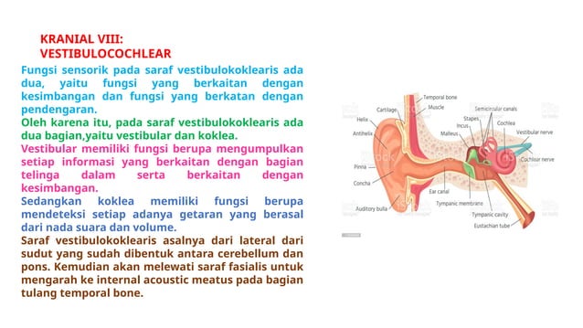 12 saraf kranial di tubuh manusia yang sangat di butuhkan | PPT