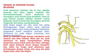 12 saraf kranial di tubuh manusia yang sangat di butuhkan | PPTX