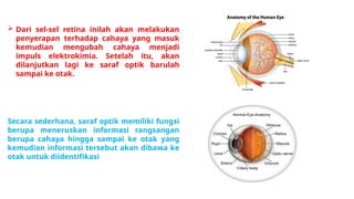 12 saraf kranial di tubuh manusia yang sangat di butuhkan | PPTX