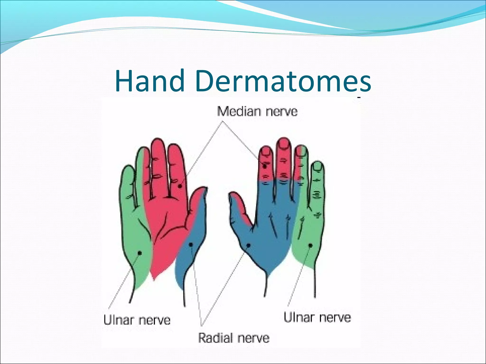 peripheral nerves of the upper limb - applied | PPT