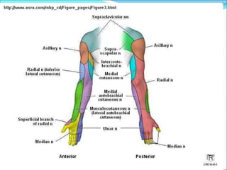 Peripheral Nerve Distribution